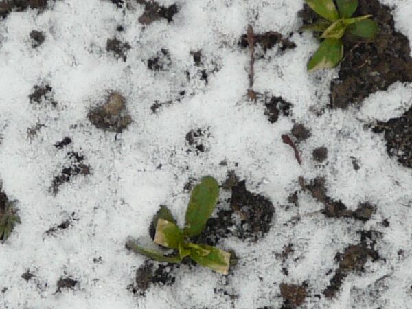 frozen ground texture 0043 - Texturelib